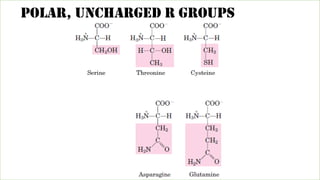Biochemistry of amino acids | PDF