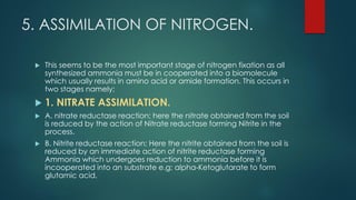 Biochemistry of biological nitrogen fixation | PDF