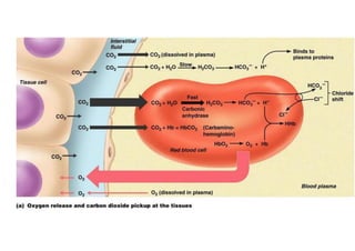 Biochemistry of blood | PDF