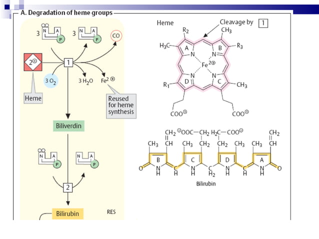 Biochemistry of blood, heme biosynthesis and degradation | PPT
