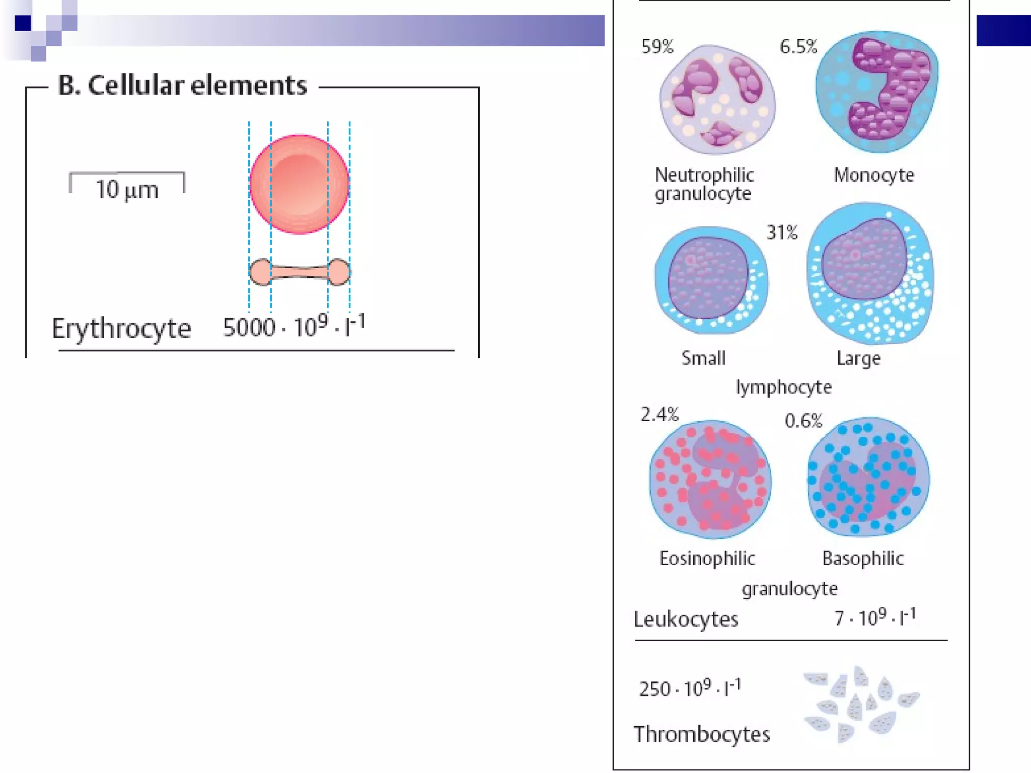 Biochemistry of blood, respiratory function of erythrocytes | PPT