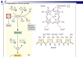 Biochemistry of blood, respiratory function of erythrocytes | PPT