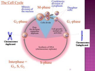 Biochemistry of cancer | PPTX