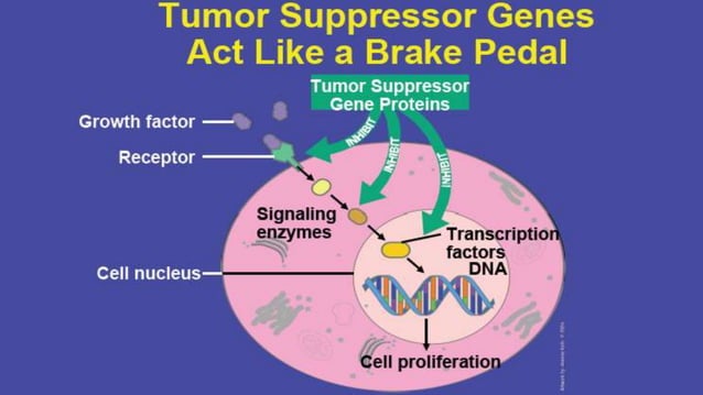 Biochemistry of cancer | PPSX | Cancer | Diseases and Conditions