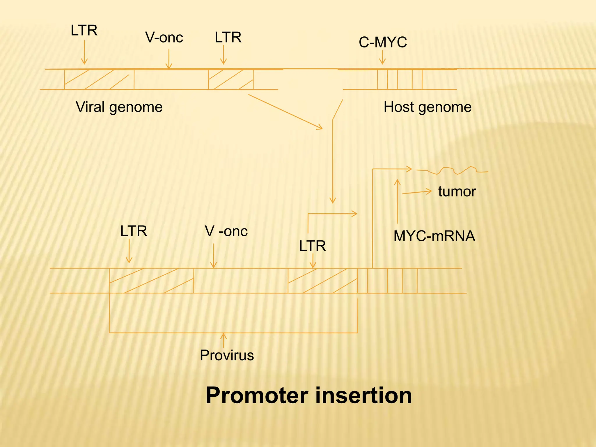 biochemistry of cancer, causes of cancer | PPTX