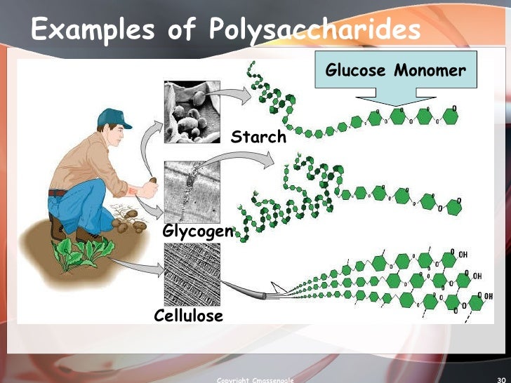 Cellulose Examples