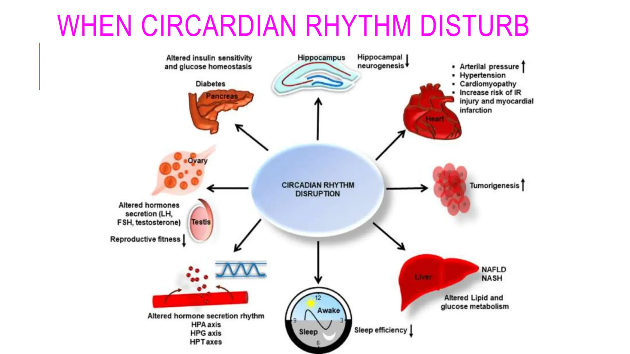BIOCHEMISTRY OF CIRCADIAN RHYTHM.pptx