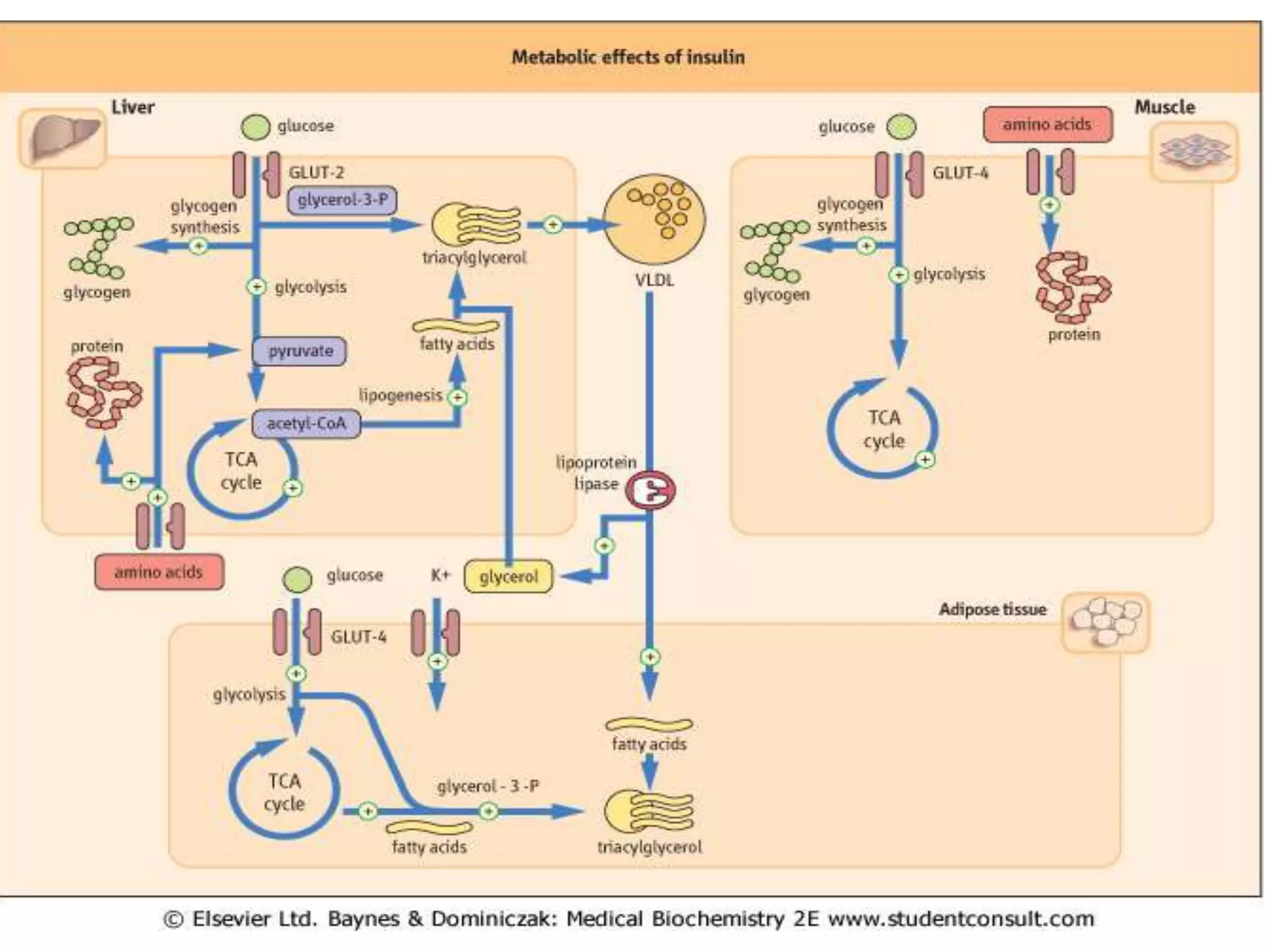 biochemistry of diabetes.ppt