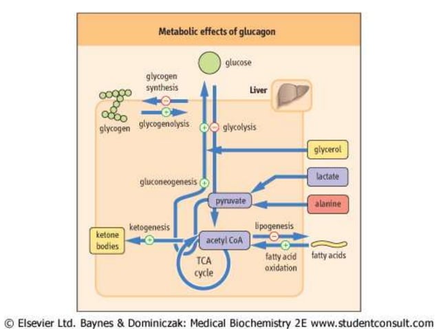 biochemistry of diabetes.ppt