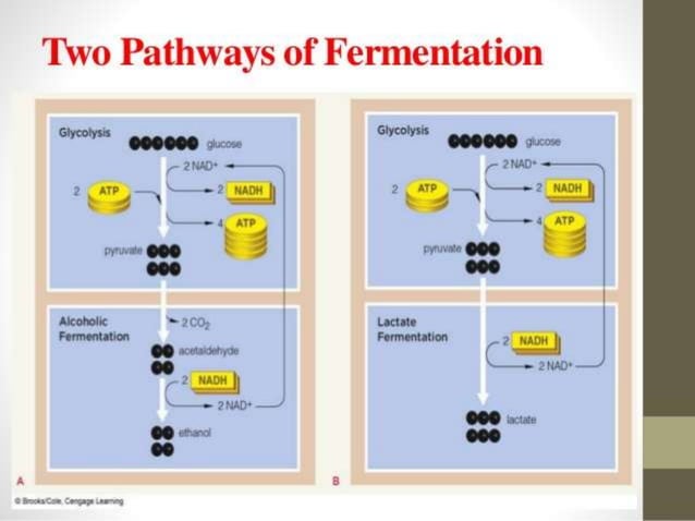 Biochemistry of fermented foods | PPT