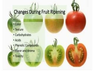 Biochemistry of fruit ripening | PPTX
