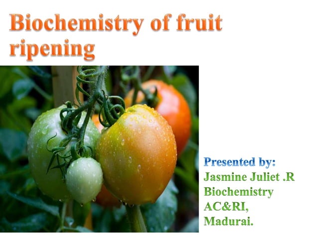 Mechanism of fruit ripening: fruit ripening – Akapv