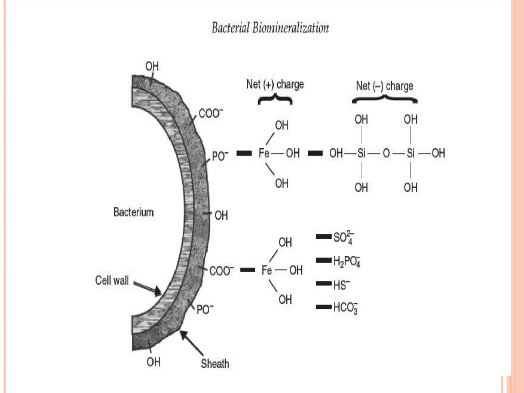 Biochemistry of geo microbes & Biomineralization | PPTX