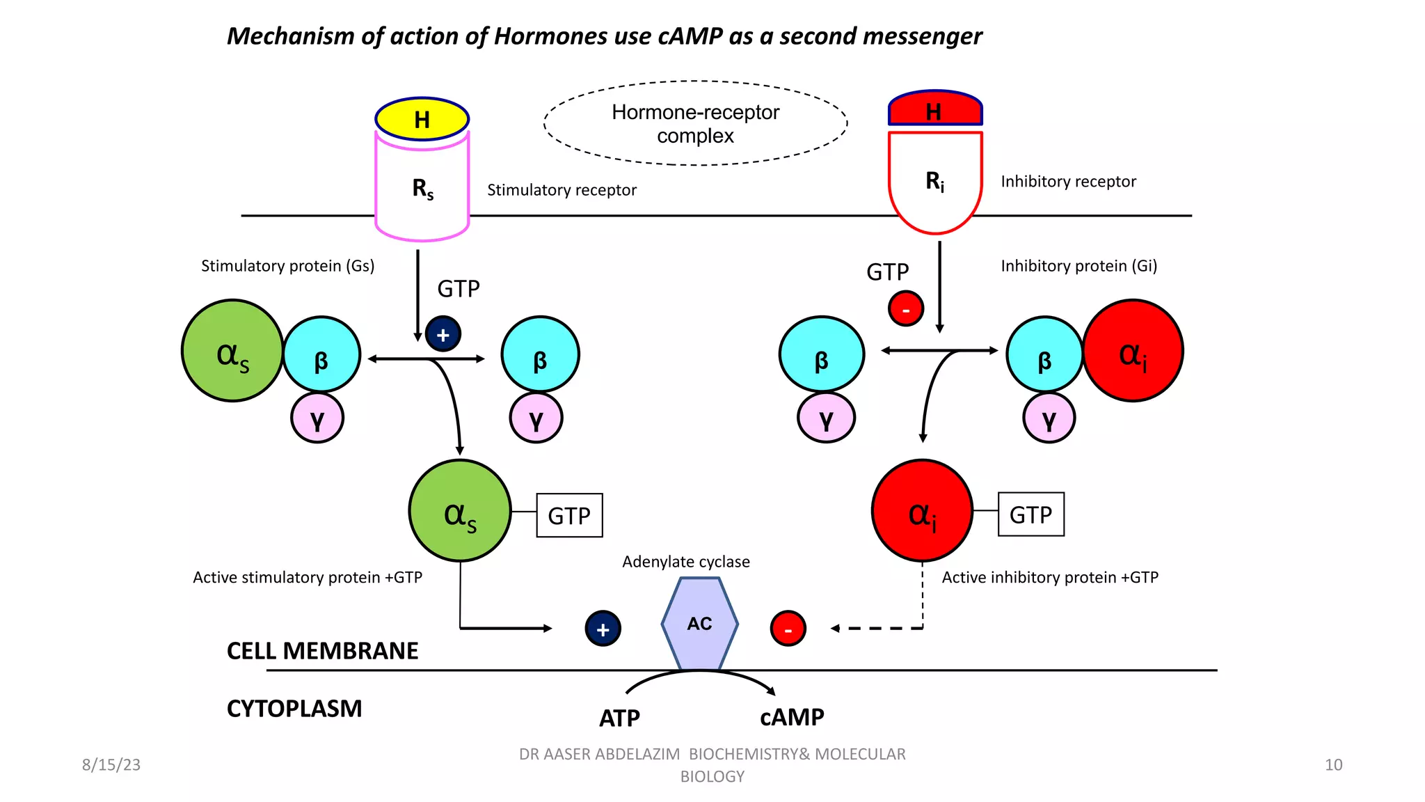 Biochemistry of hormones | PDF