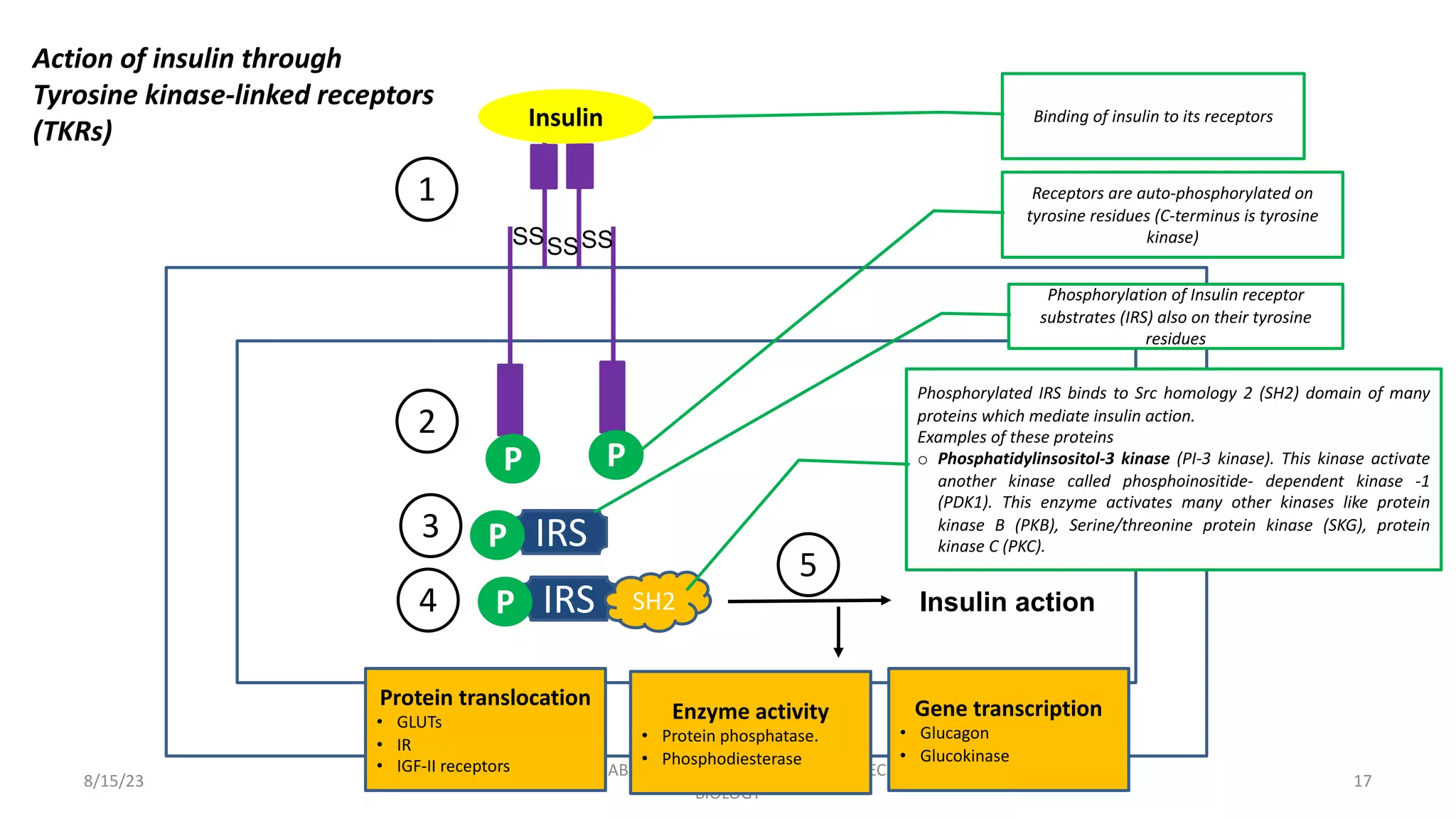 Biochemistry of hormones | PDF