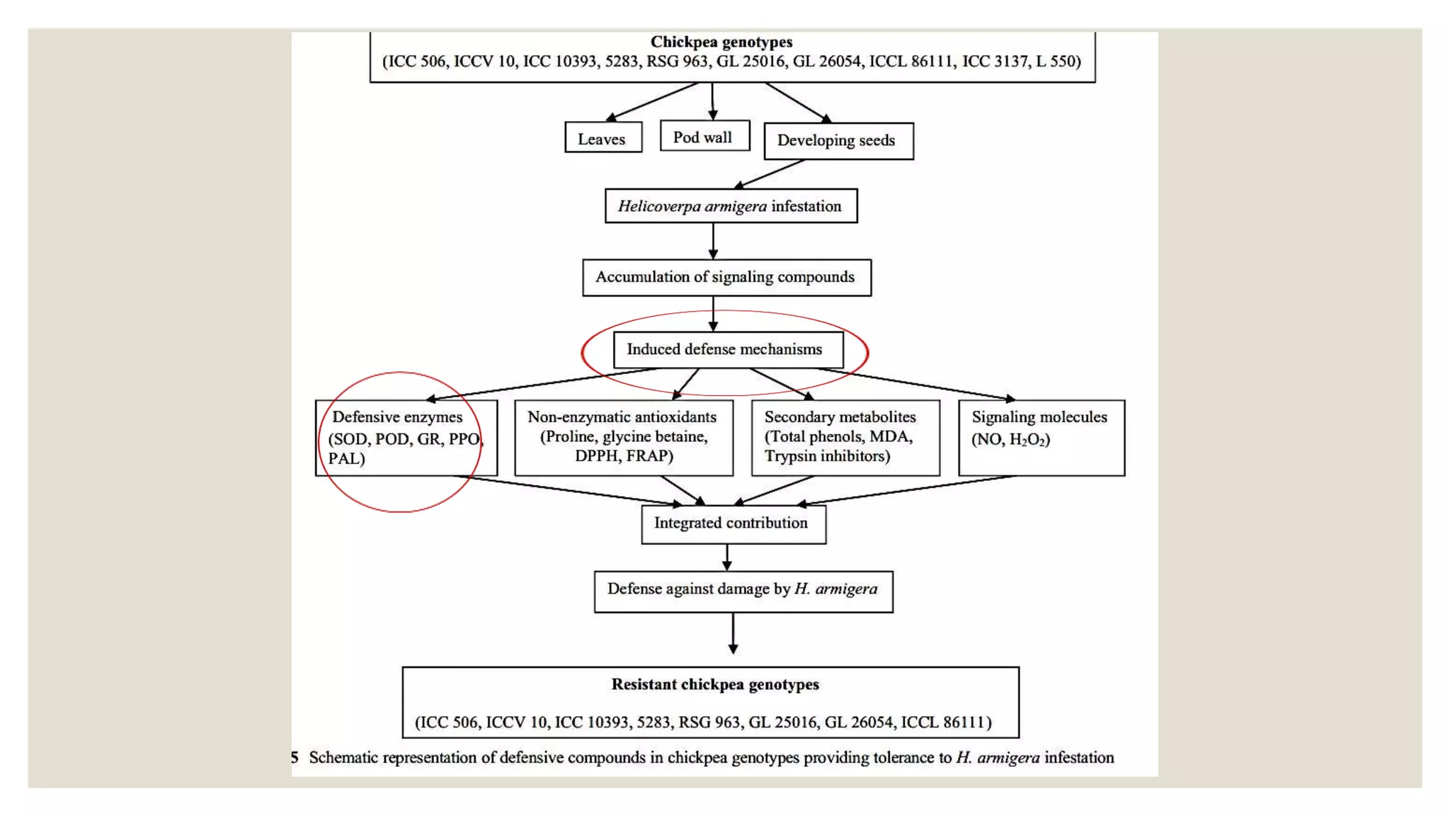 Biochemistry of induced resistance-Polyphenol oxidase pathways.pptx