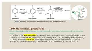 Biochemistry of induced resistance-Polyphenol oxidase pathways.pptx ...