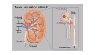 Biochemistry of kidney.pptx