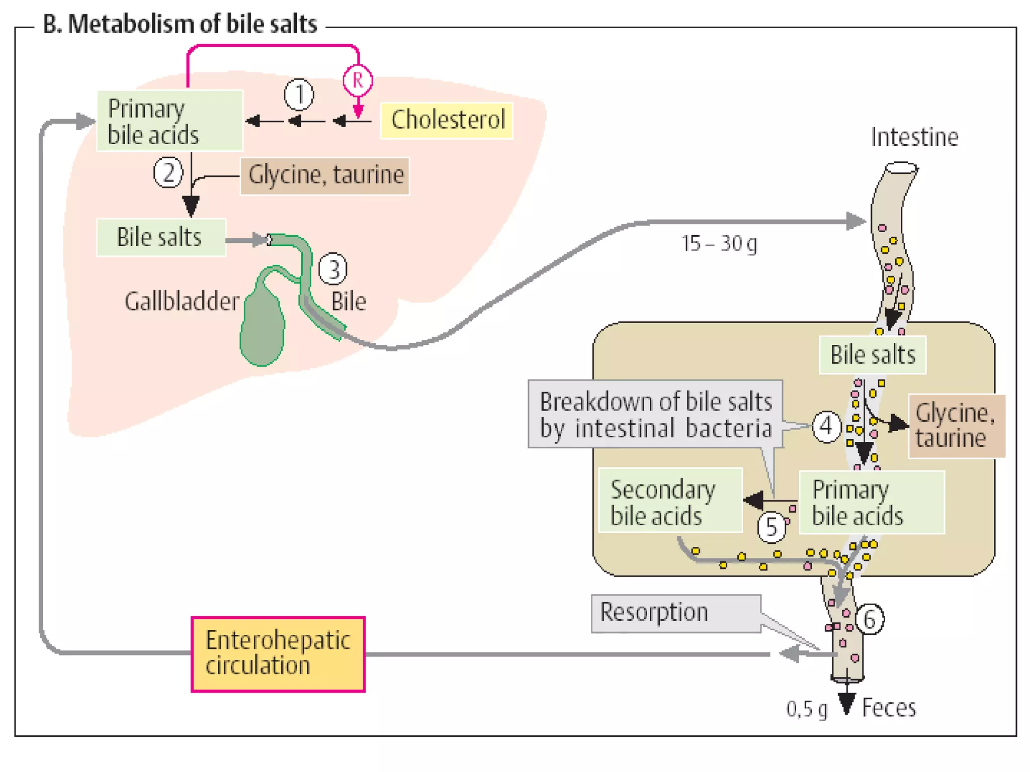 Biochemistry of liver&muscles | PPT