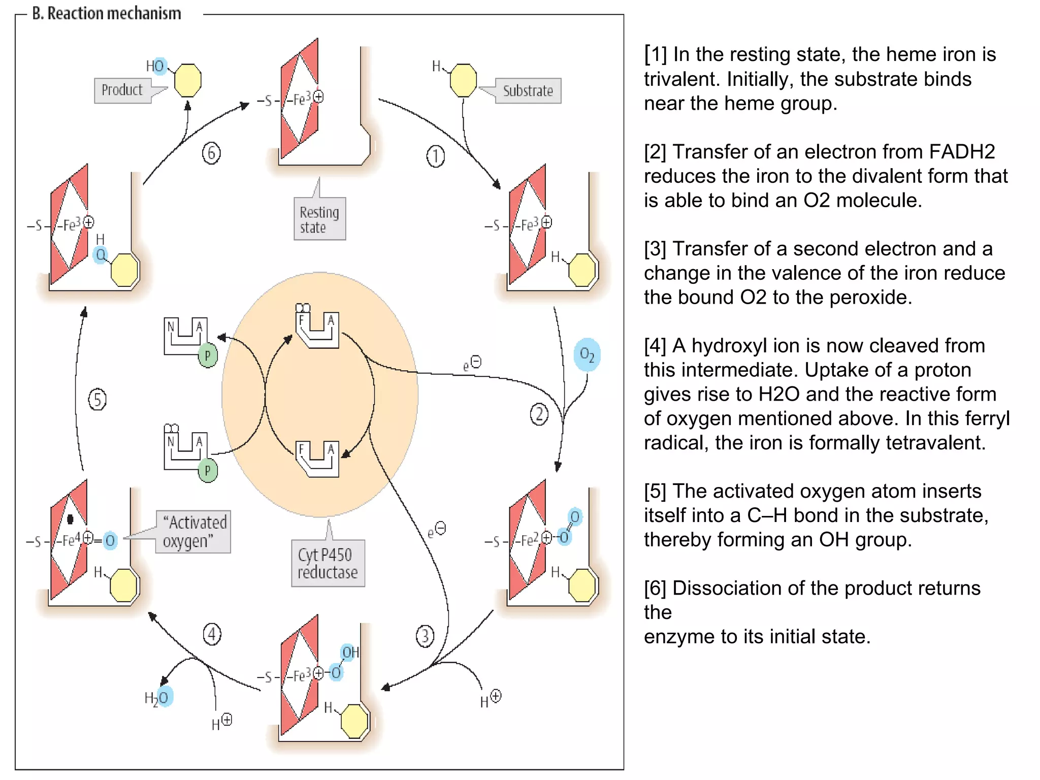 Biochemistry of liver&muscles | PPT