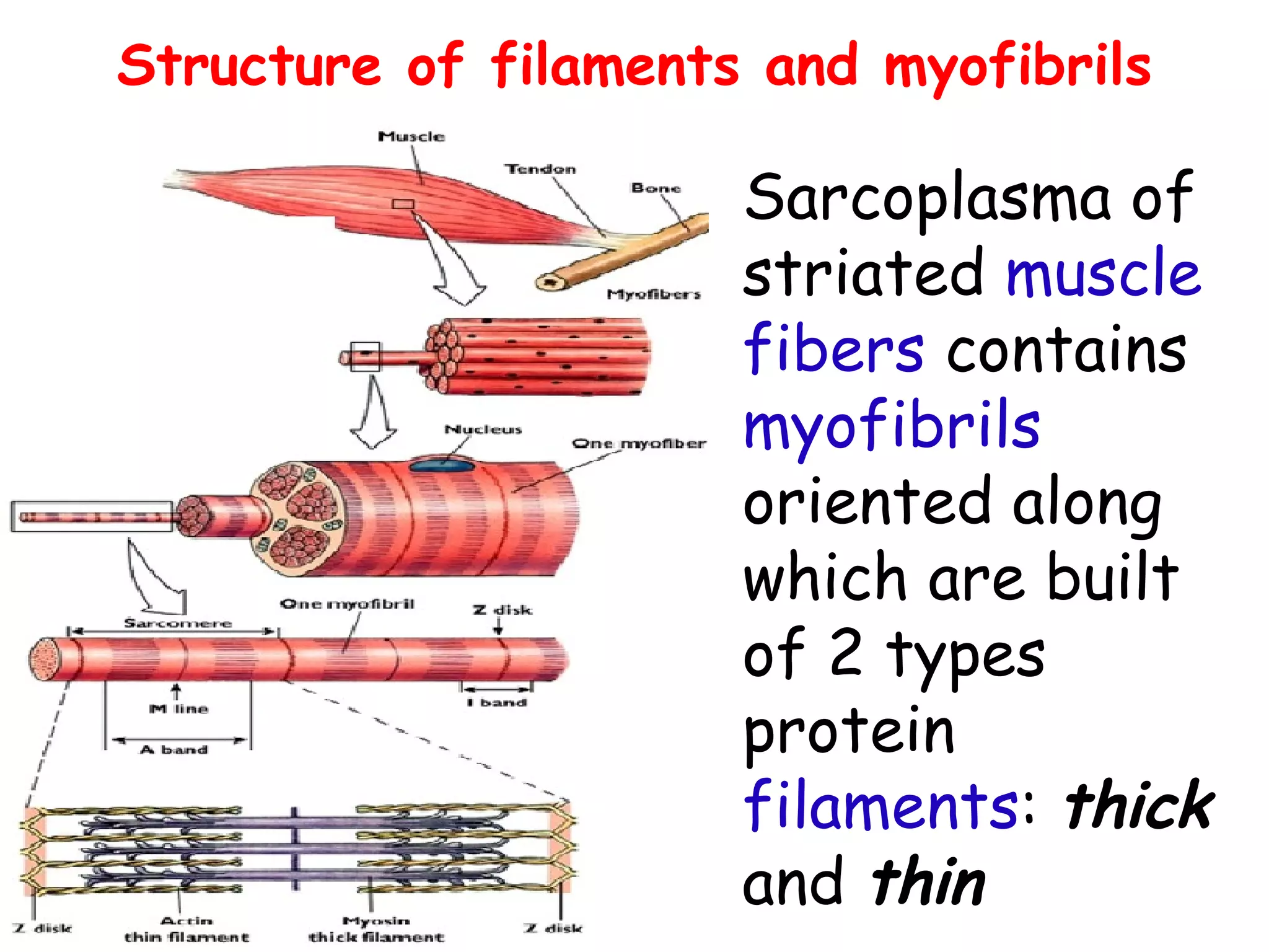 Biochemistry of liver&muscles | PPT