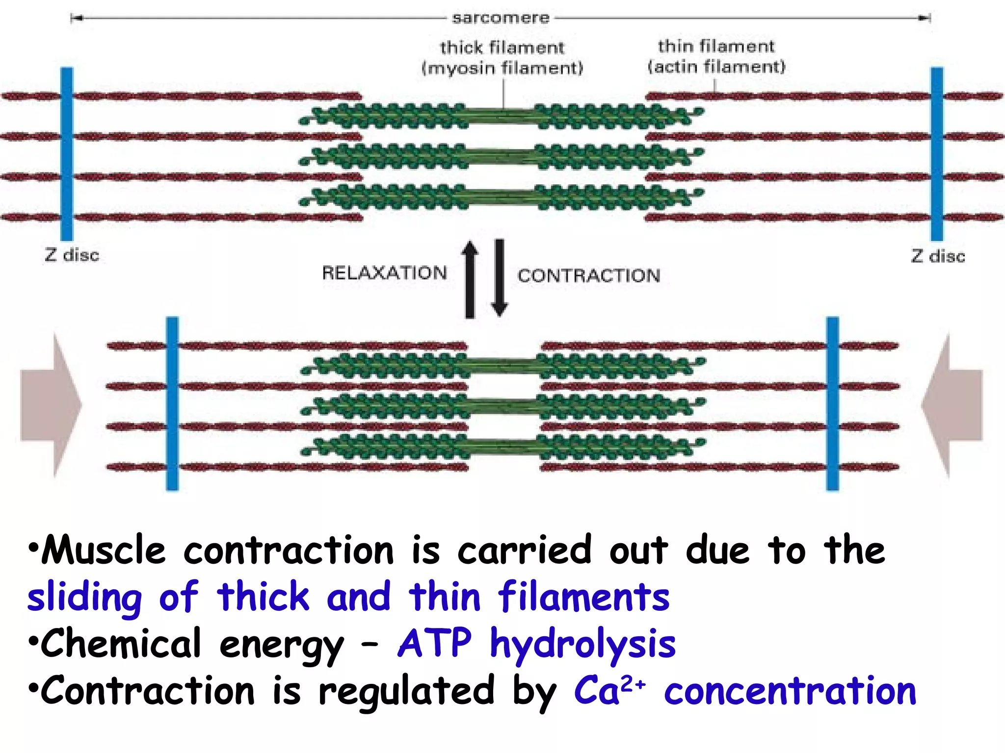 Biochemistry of liver&muscles | PPT