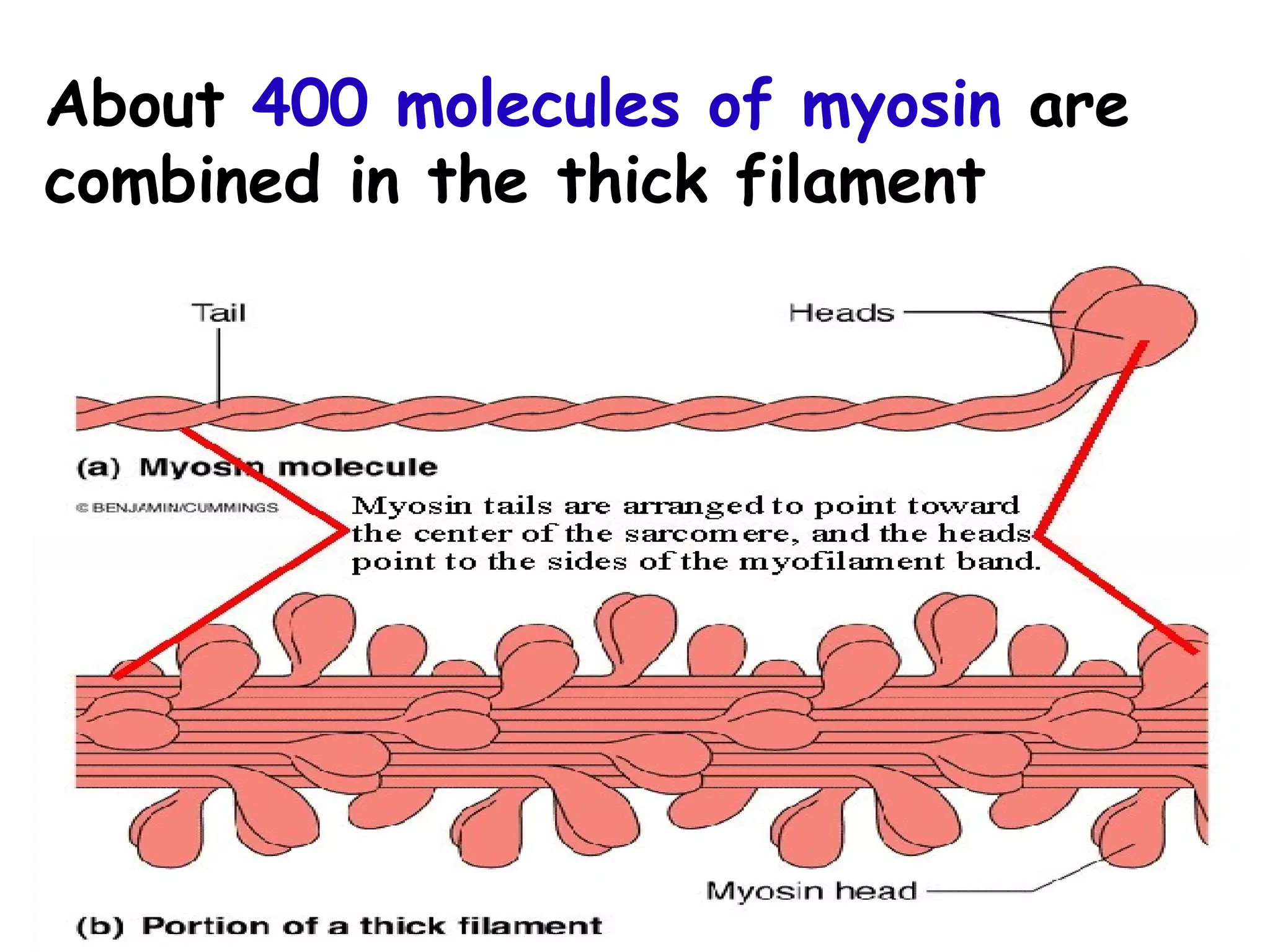 Biochemistry of liver&muscles | PPT