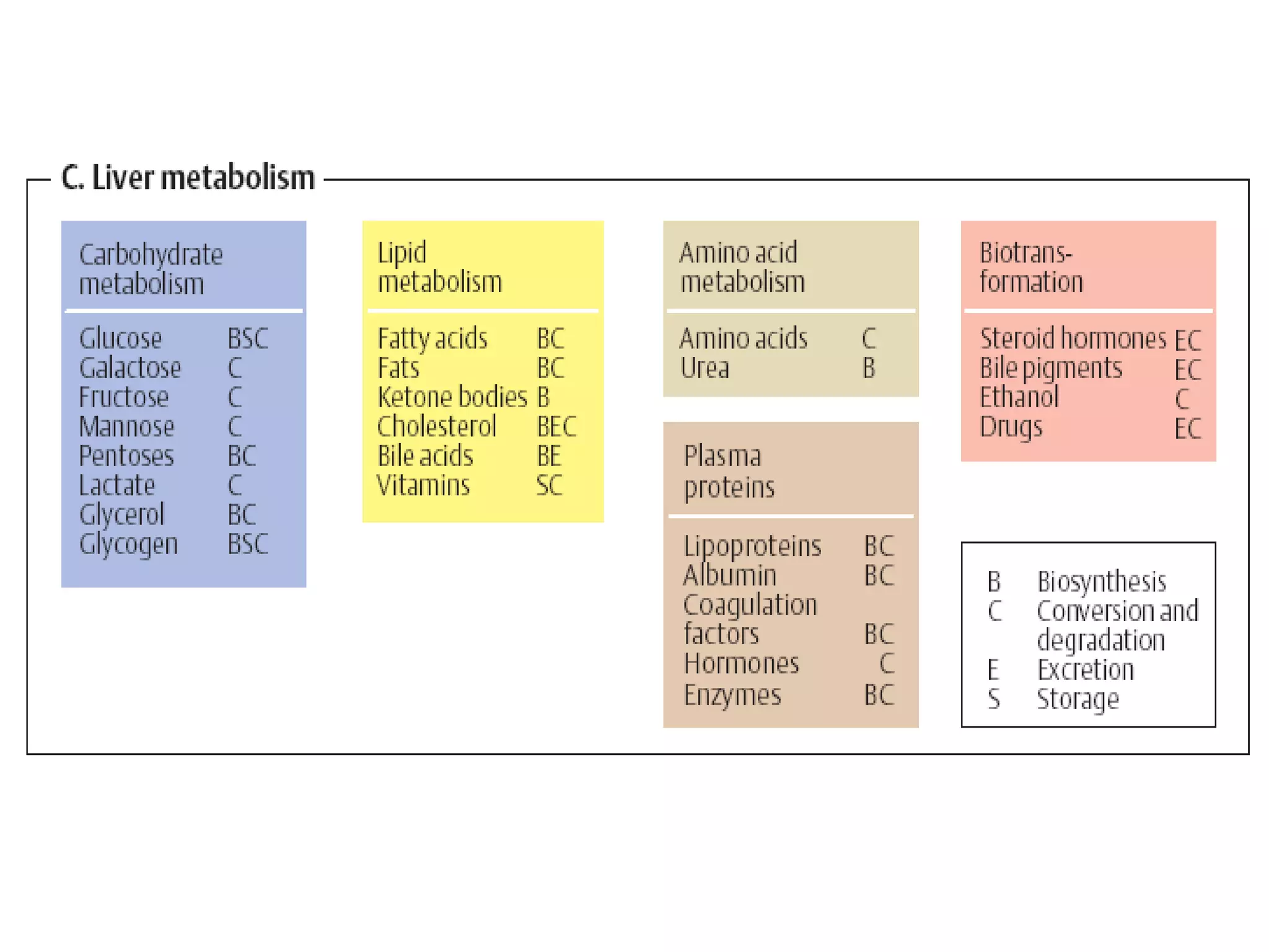 Biochemistry of liver&muscles | PPT