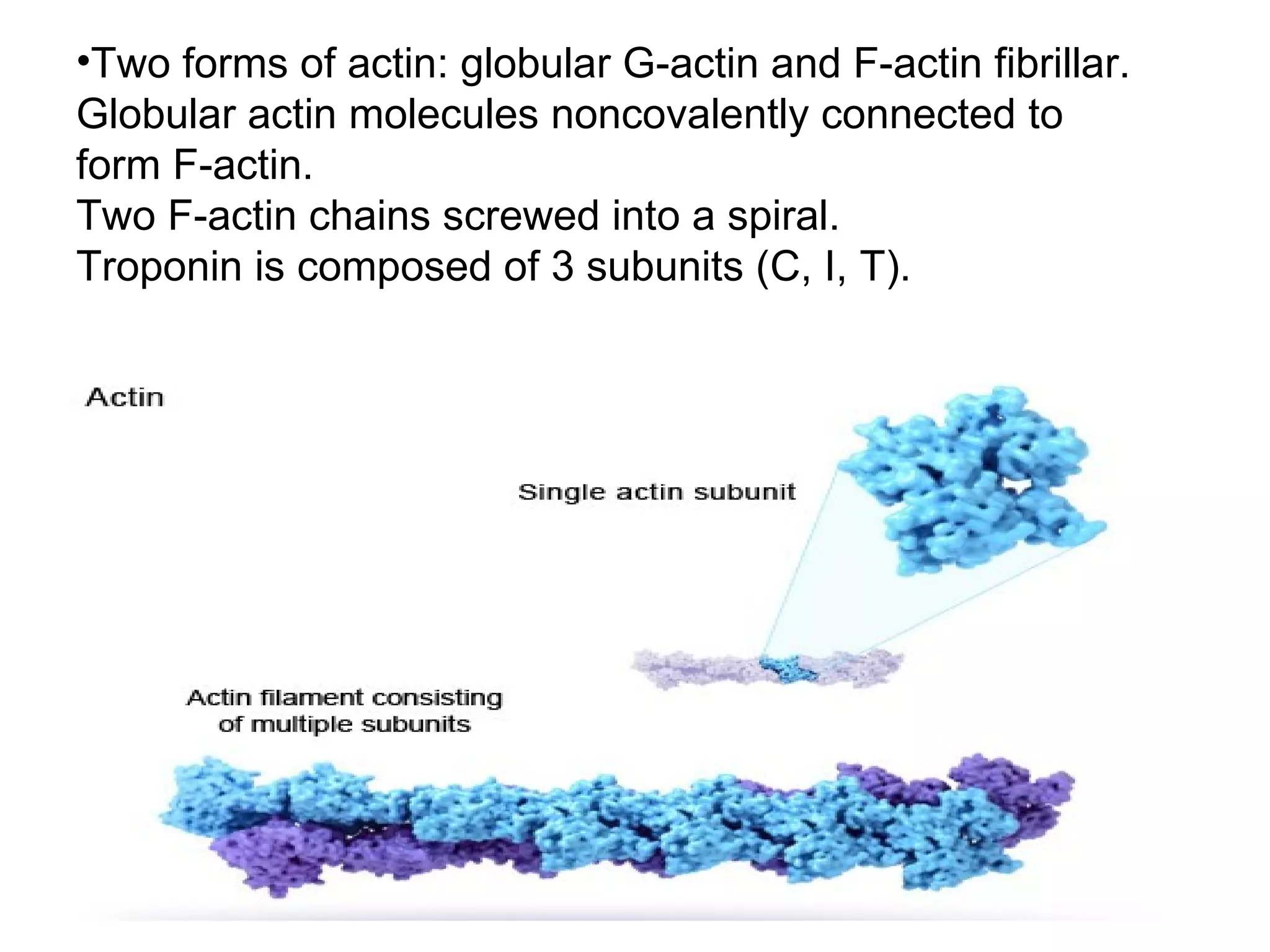 Biochemistry of liver&muscles | PPT