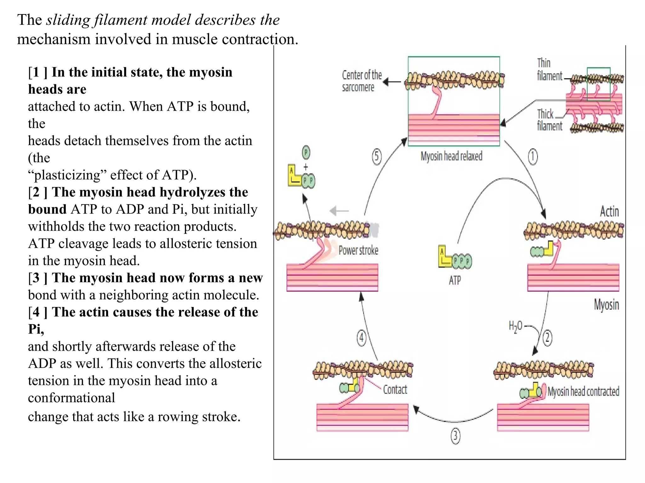Biochemistry of liver&muscles | PPT