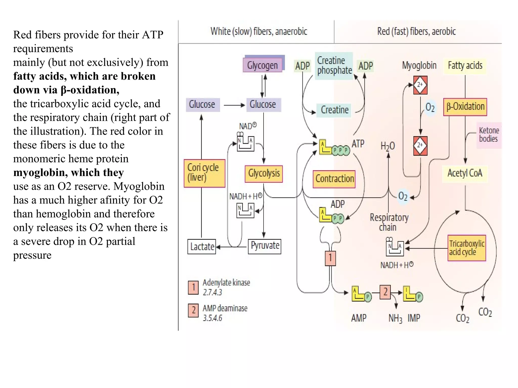 Biochemistry of liver&muscles | PPT