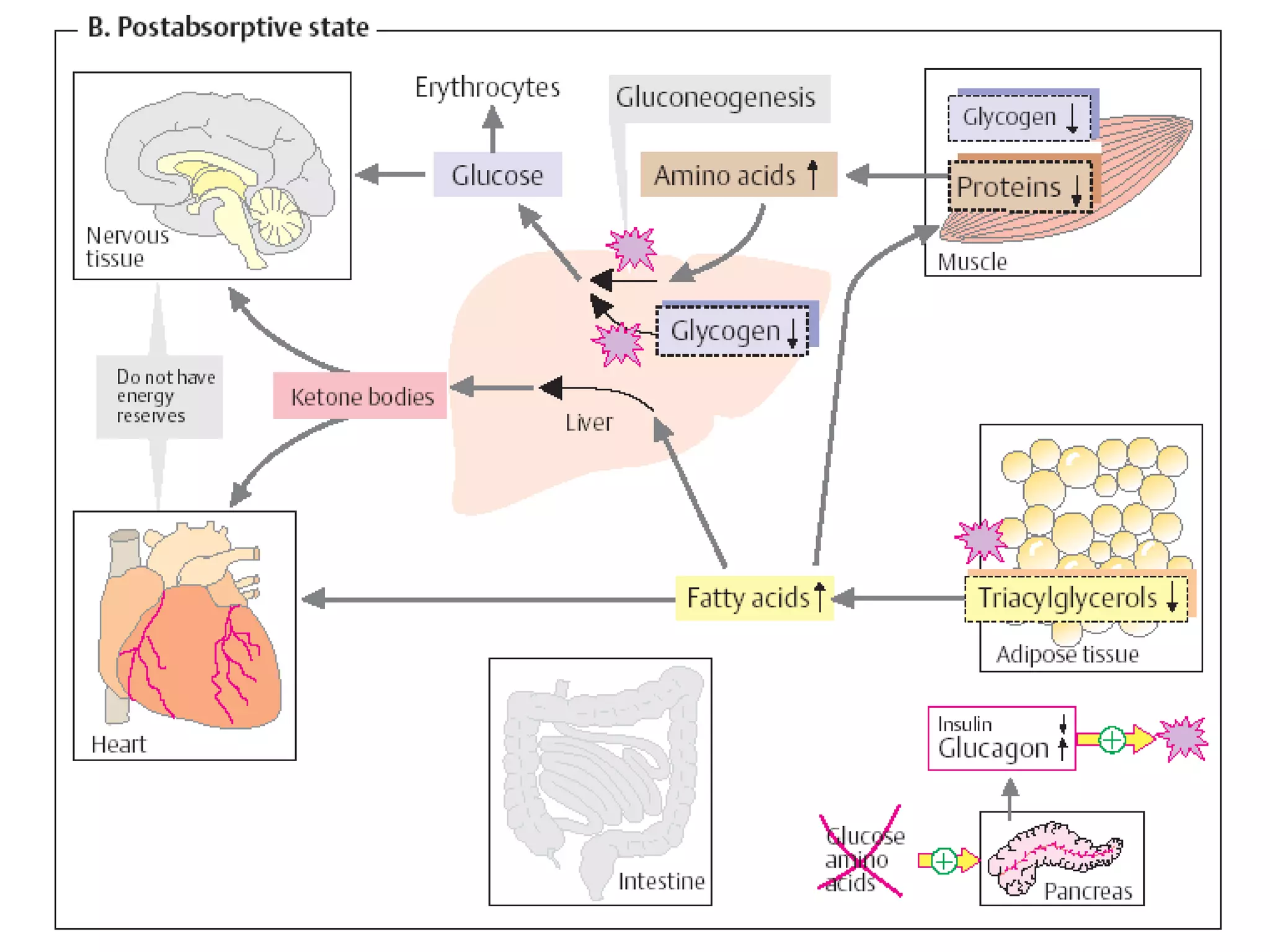 Biochemistry of liver&muscles | PPT