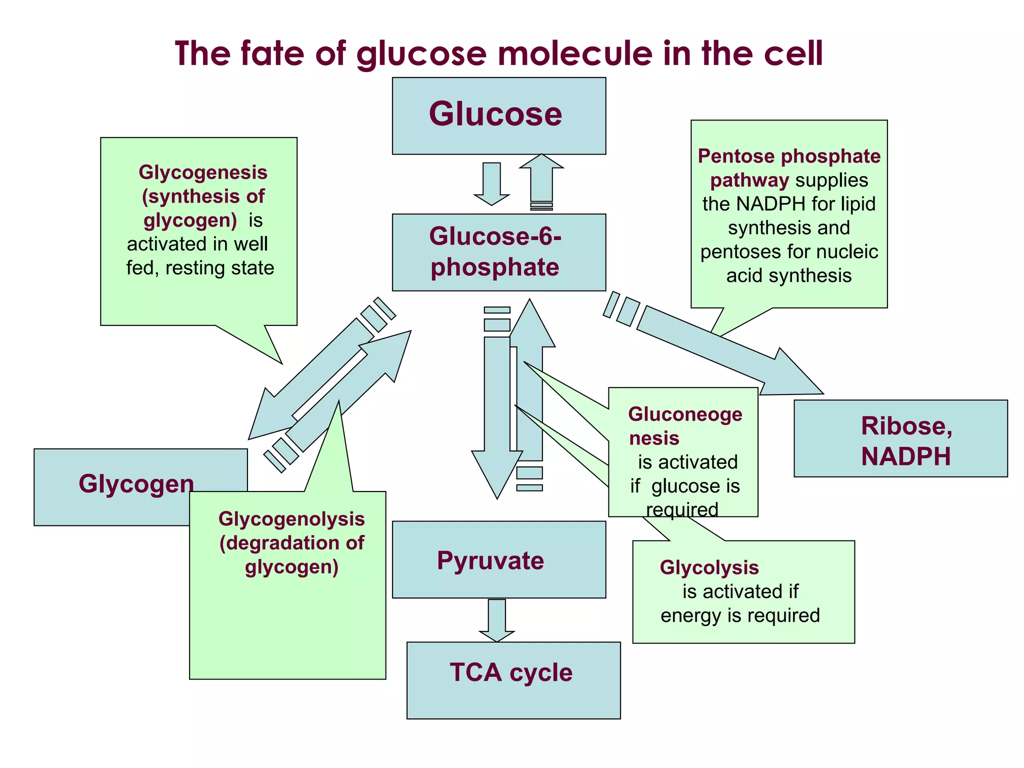 Biochemistry of liver&muscles | PPT