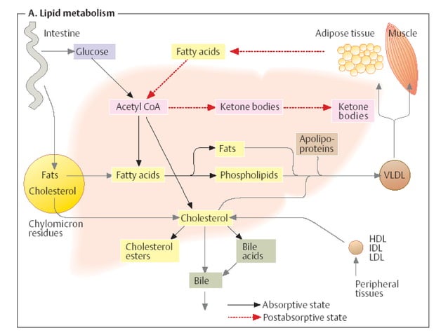 Biochemistry of liver&muscles | PPT