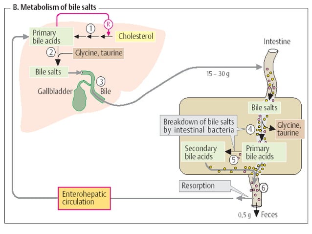 Biochemistry of liver&muscles | PPT