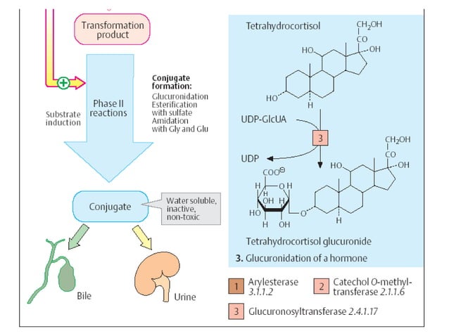 Biochemistry of liver&muscles | PPT
