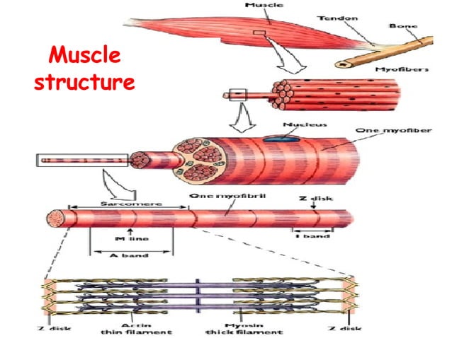 Biochemistry of liver&muscles | PPT