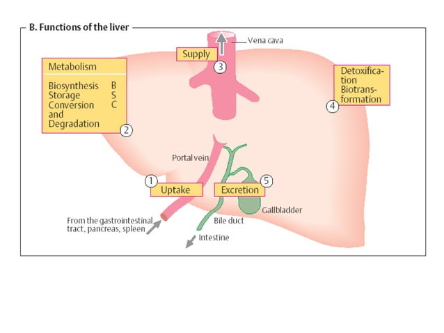 Biochemistry of liver&muscles | PPT