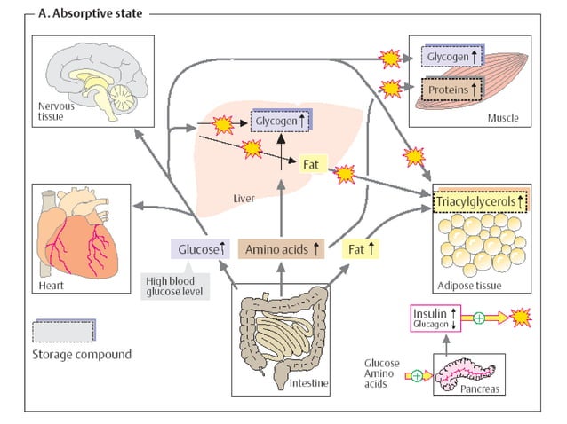 Biochemistry of liver&muscles | PPT