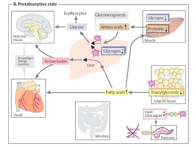 Biochemistry of liver&muscles | PPT