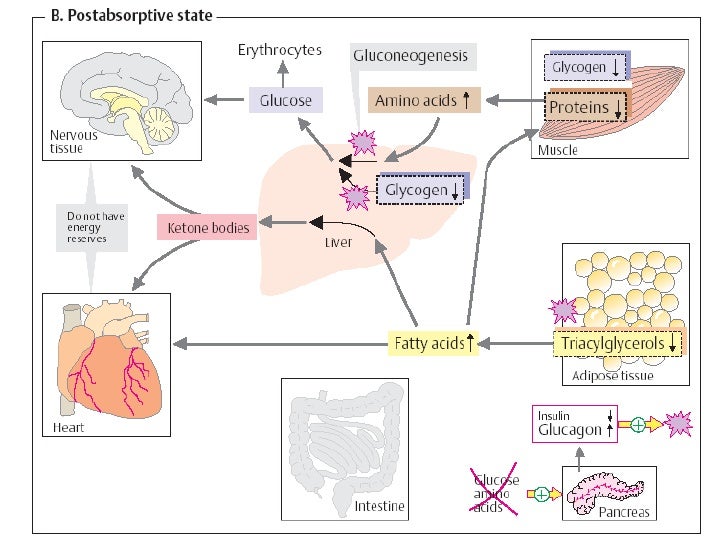 Biochemistry of liver&muscles