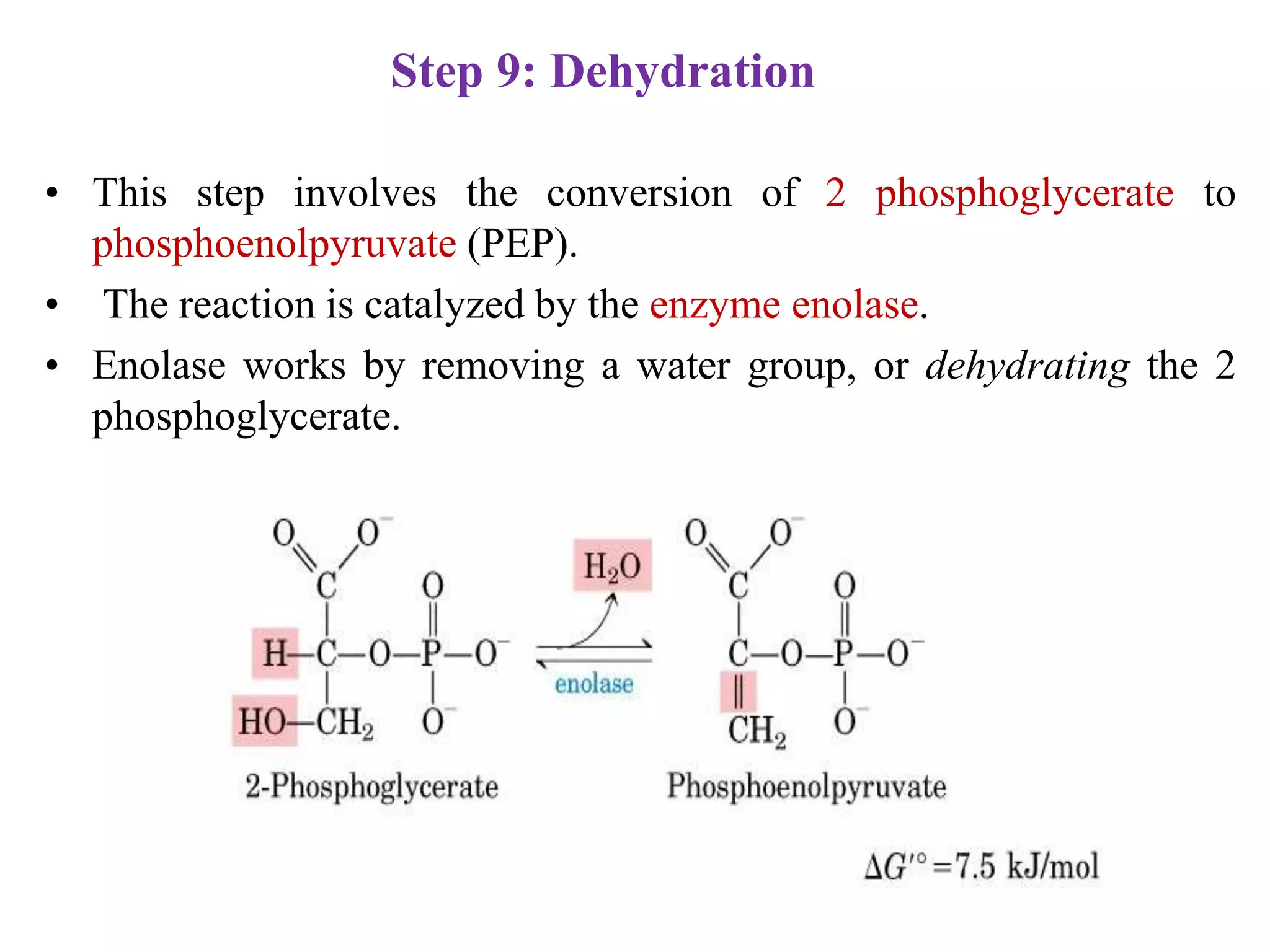 Biochemistry of microbes glycolysis or EMP pathway | PPT