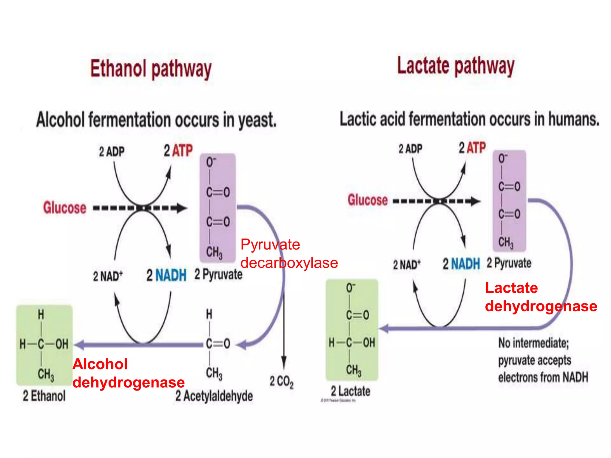 Biochemistry of microbes glycolysis or EMP pathway | PPT