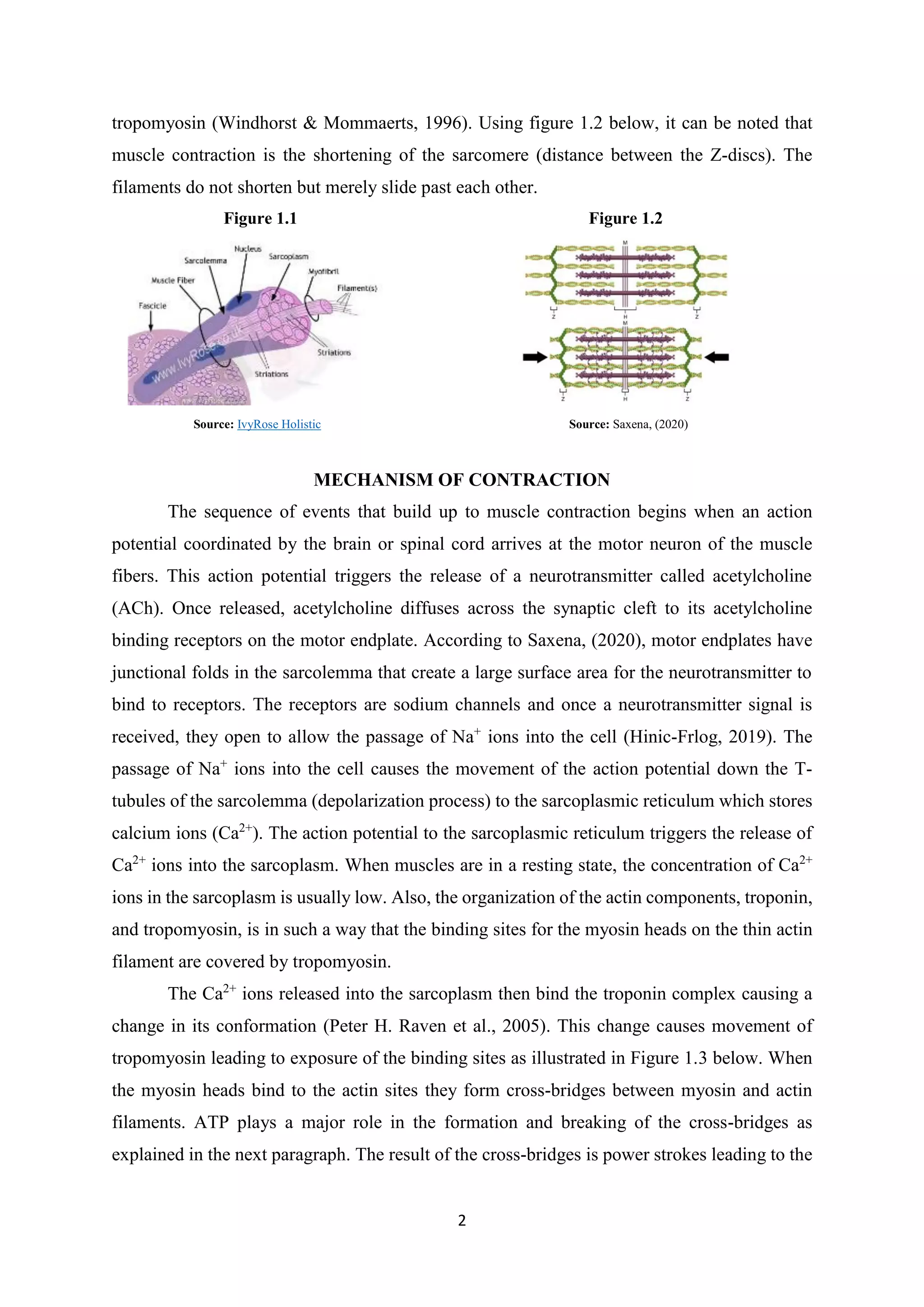 BIOCHEMISTRY OF MUSCLE ACTION | PDF