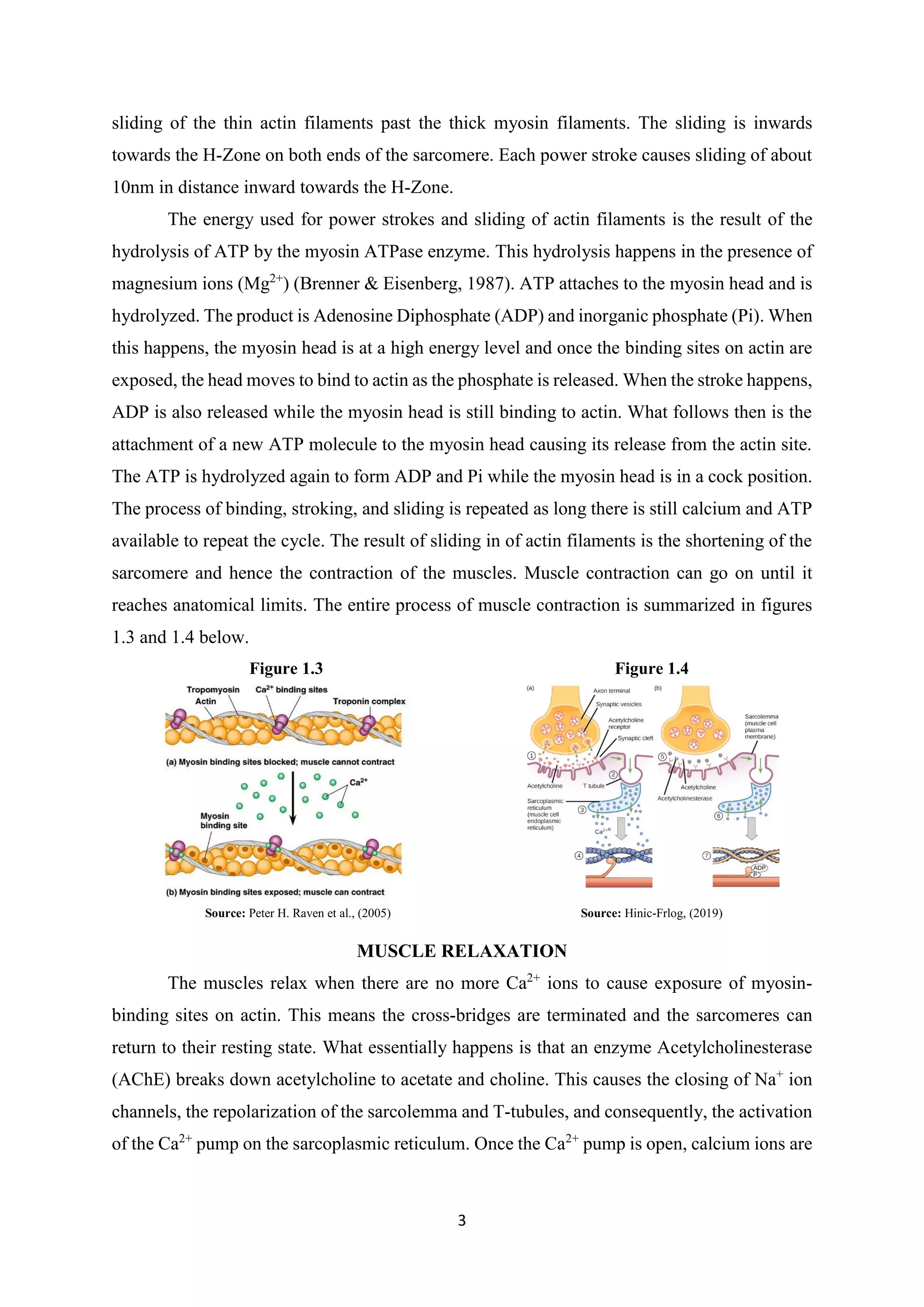 BIOCHEMISTRY OF MUSCLE ACTION | PDF