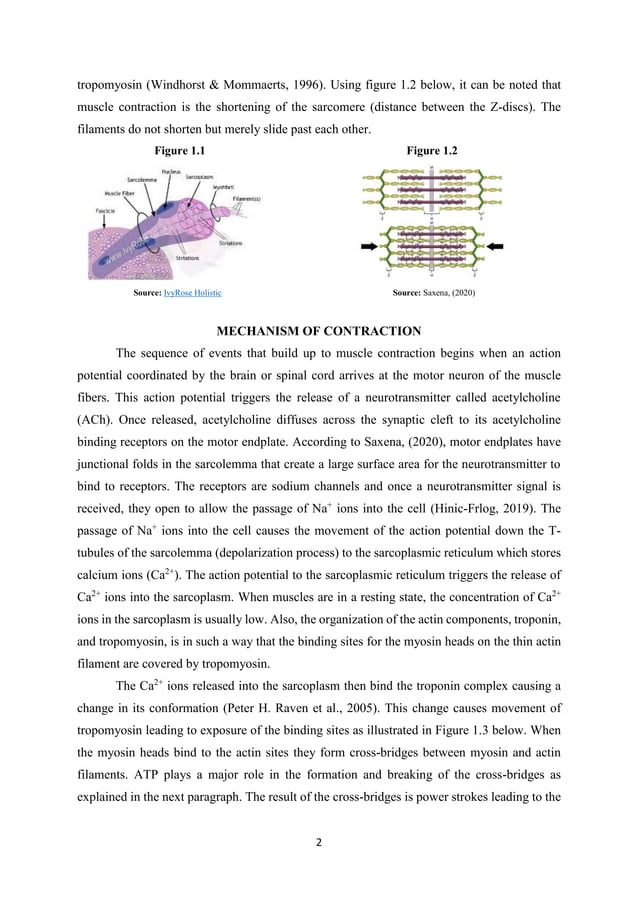 BIOCHEMISTRY OF MUSCLE ACTION | PDF