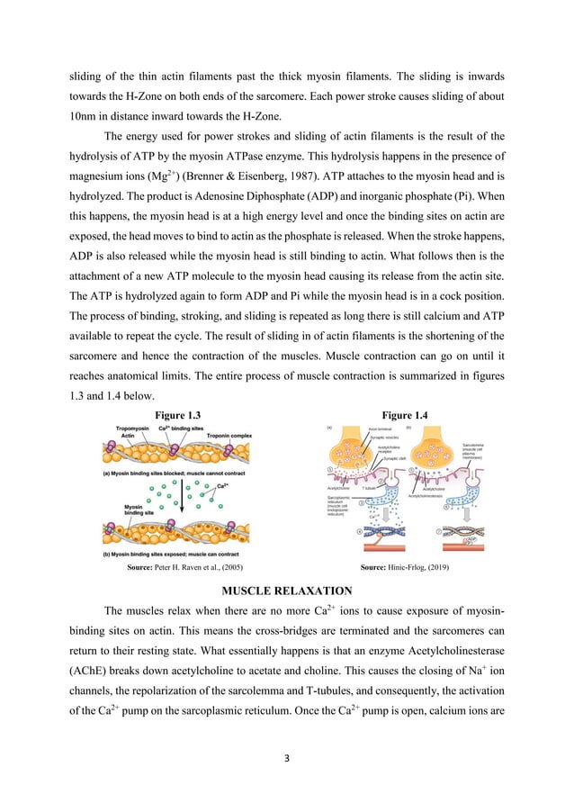 BIOCHEMISTRY OF MUSCLE ACTION | PDF