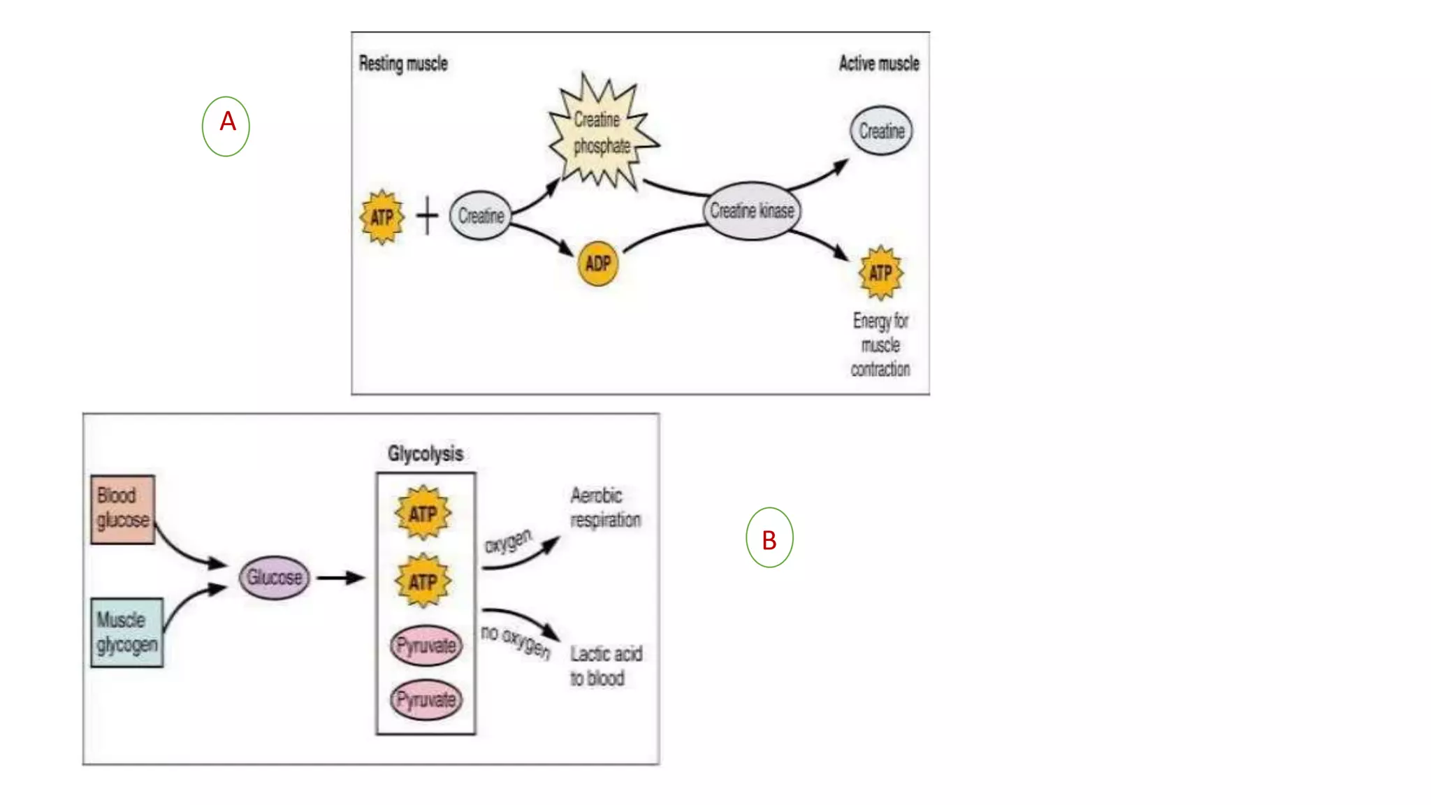 Biochemistry of Muscles.pptx