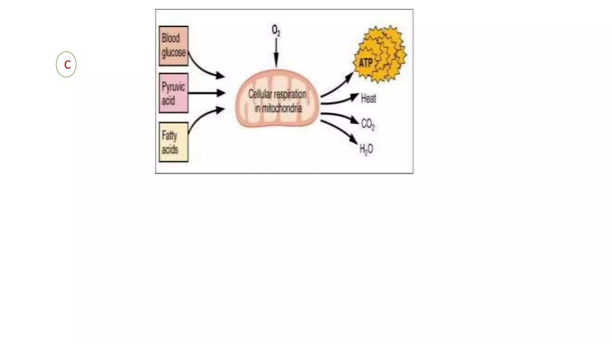 Biochemistry of Muscles.pptx