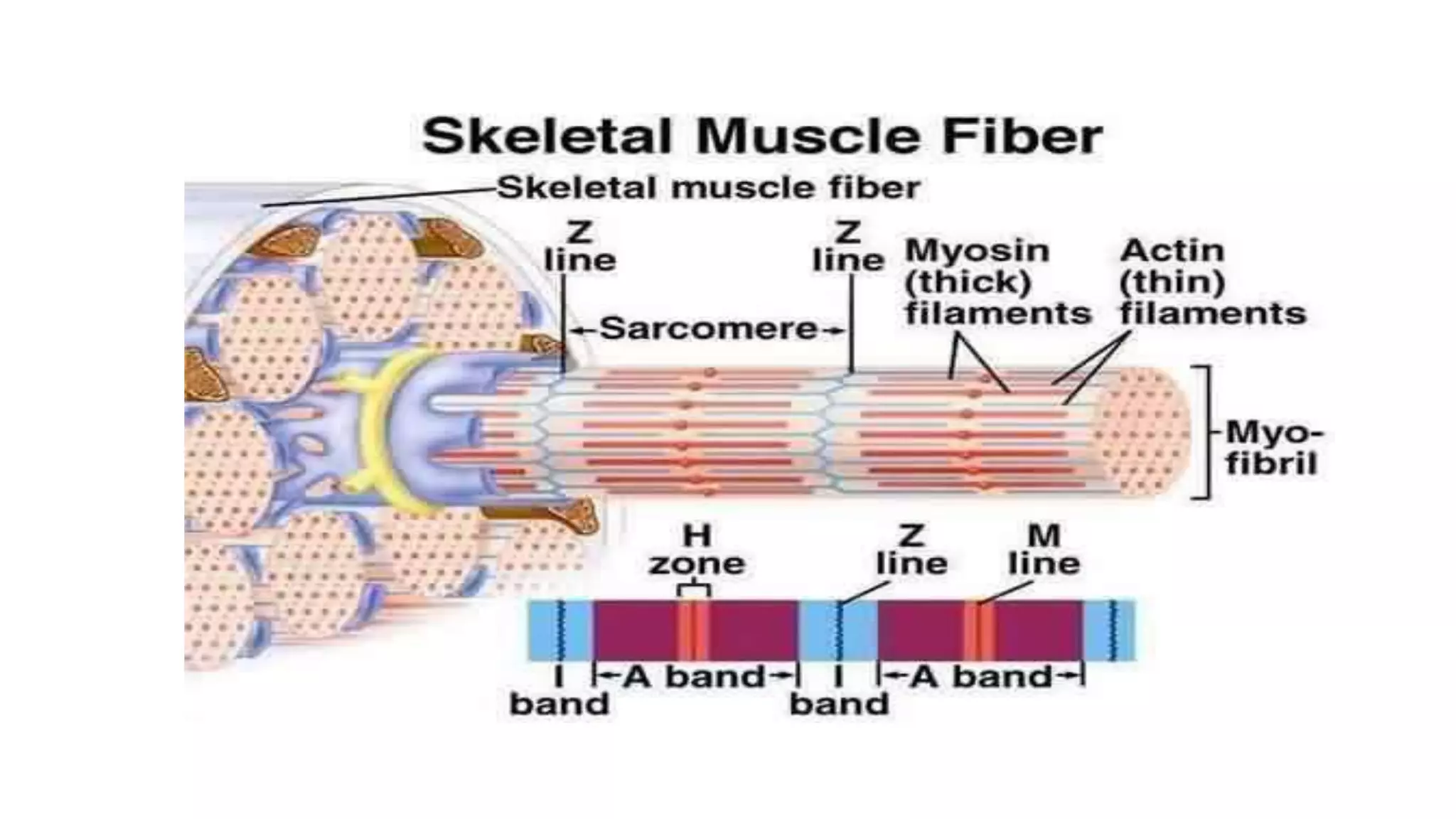 Biochemistry of Muscles.pptx